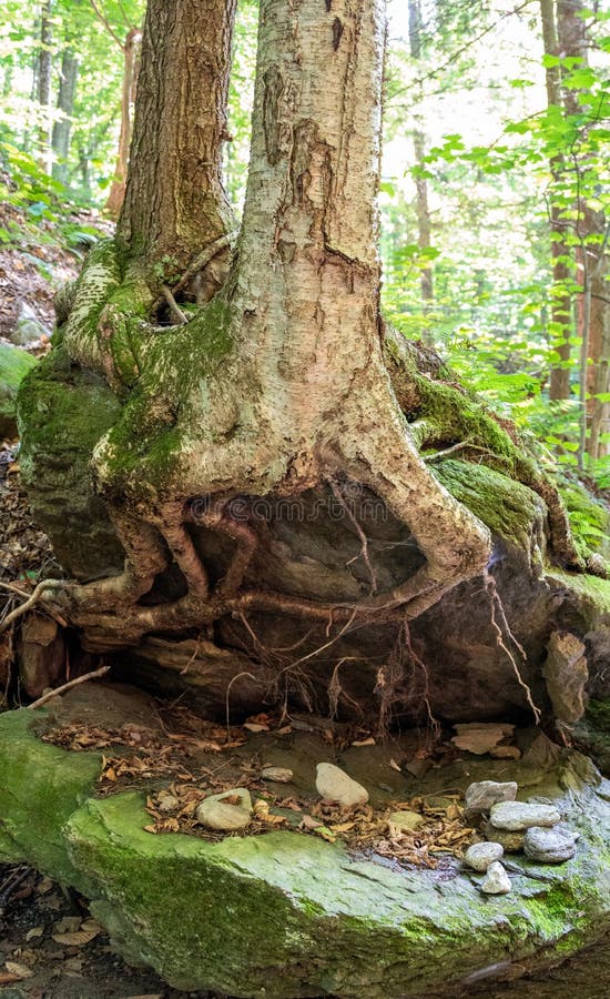 Tree on a big rock stock photo. Image of leaf, large - 225547956