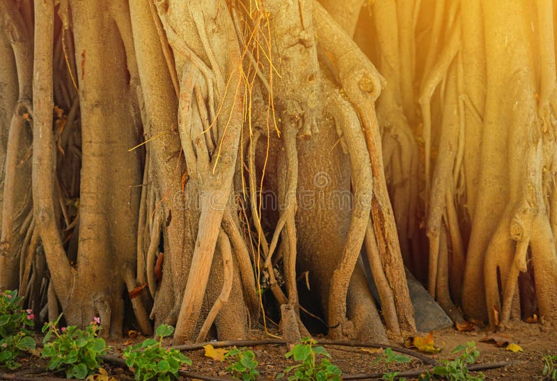 Tree with big roots stock image. Image of gardening - 151750447