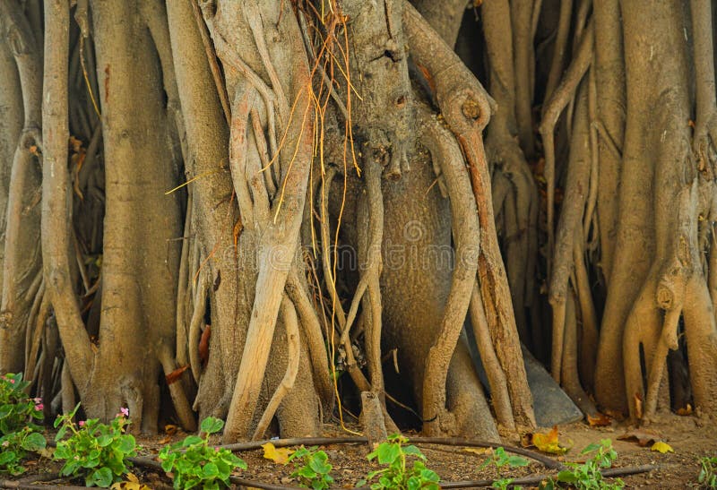 Tree with big roots stock image. Image of farm, earth - 151750459