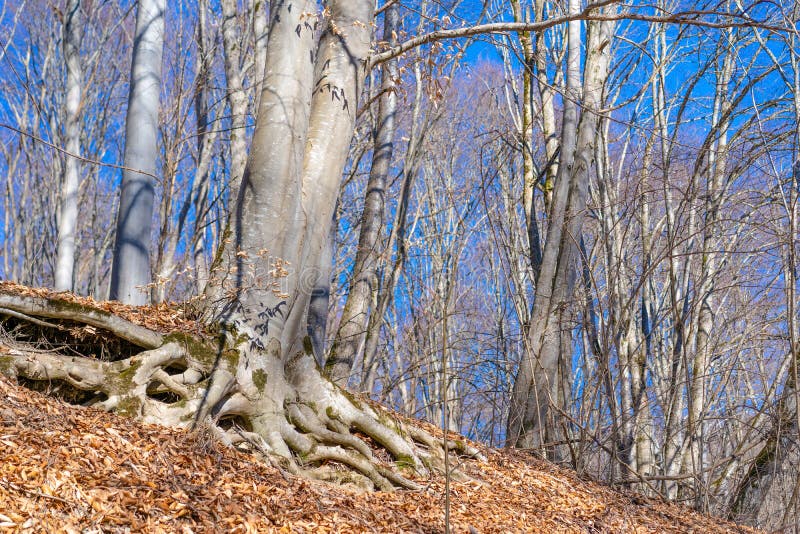 Tree with Big Roots Above the Ground Stock Image - Image of closeup ...