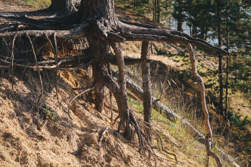 Tree with Big Roots Above the Ground Stock Photo - Image of light ...