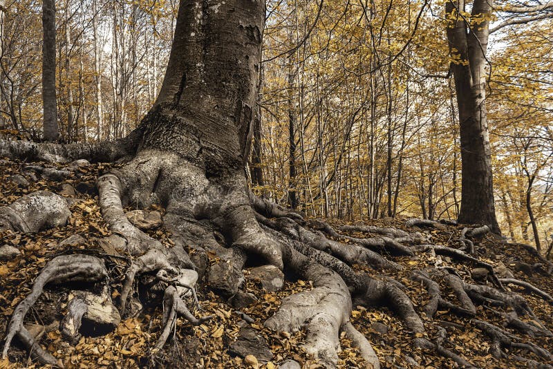 Tree with Big Roots in an Autumnal Forest Stock Image - Image of ...