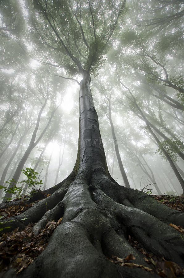 Tree with Big Roots in Enchanted Forest with Fog Stock Image - Image of ...