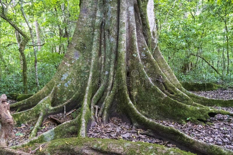Tree with Big Roots in Forest at Amboro Park. Stock Photo - Image of ...
