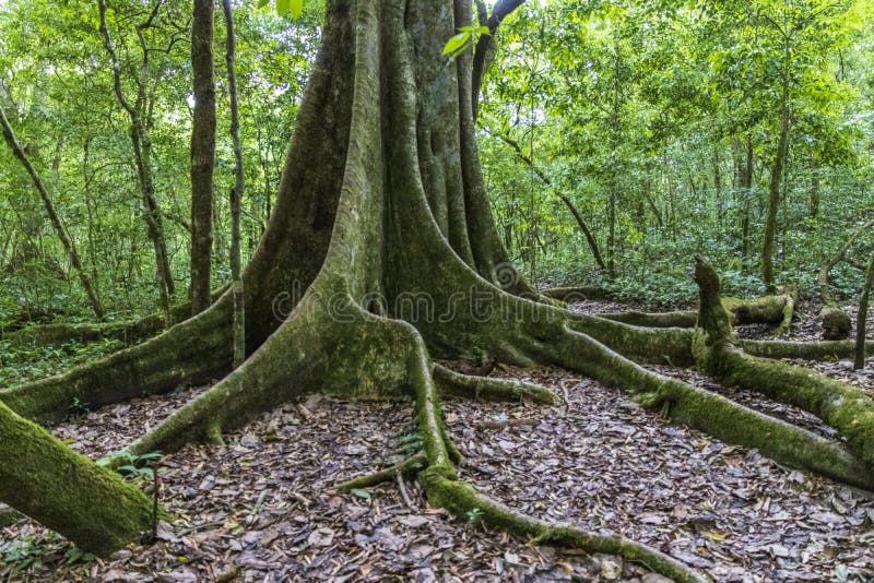 Tree with Big Roots in Forest at Amboro Park. Stock Image - Image of ...