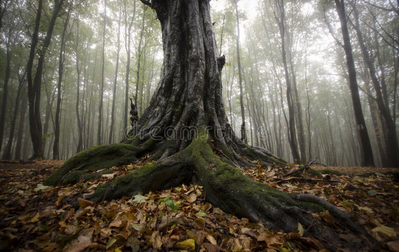 Foggy Forest with Mysterious Trees Stock Image - Image of mirk, leaves ...