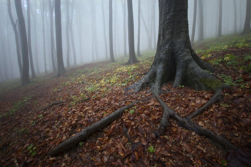 Tree with Big Spreading Roots in a Mysterious Forest with Fog Stock ...