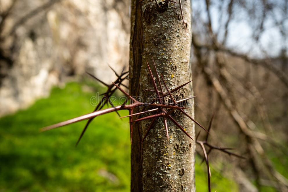 Tree with big thorns stock image. Image of detail, bush - 254145513