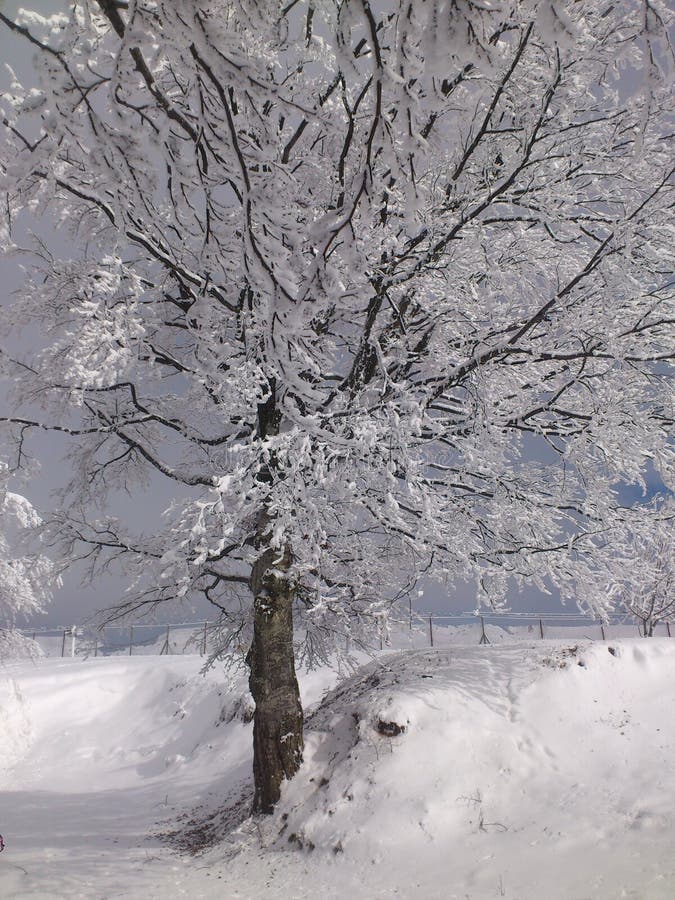 Tree big stock image. Image of zima, drvo, tree, mountain - 121266159