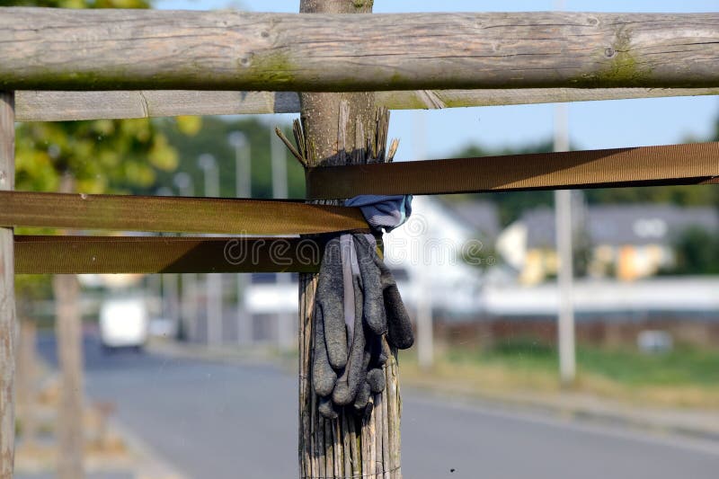 Tree binding stock photo. Image of performance, frost - 26655656