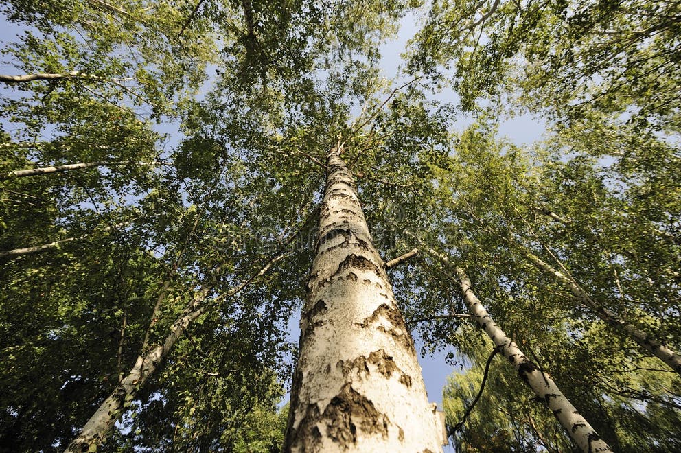 Tree of a birch stock image. Image of tree, woods, foliage - 13115407