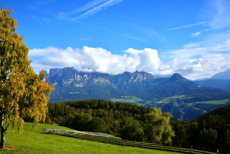 The Tree (birch) in Alps Mountains Stock Photo - Image of range, yellow ...