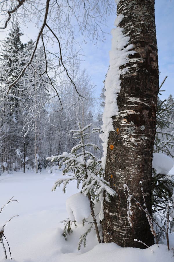 Tree Birch Close-up in Winter Snow Forest Stock Image - Image of poster ...