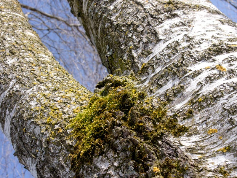 Tree (birch) with Two Legs (5) Stock Photo - Image of space, winter ...