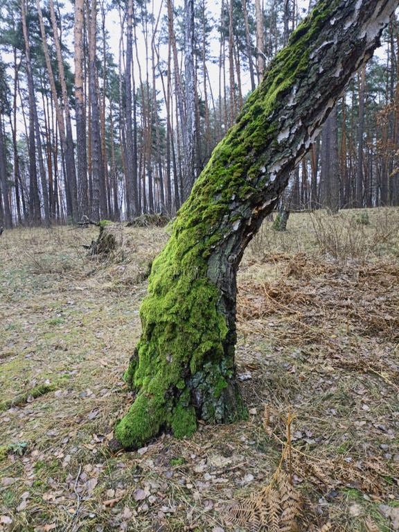 A Tree, a Birch on Which Moss Grows on One Side Stock Photo - Image of ...