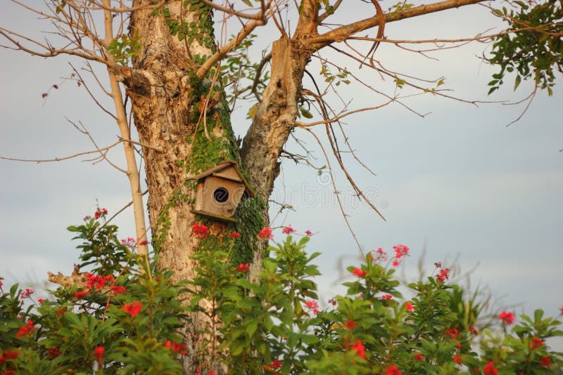 Tree with the bird house stock image. Image of branches - 28362349