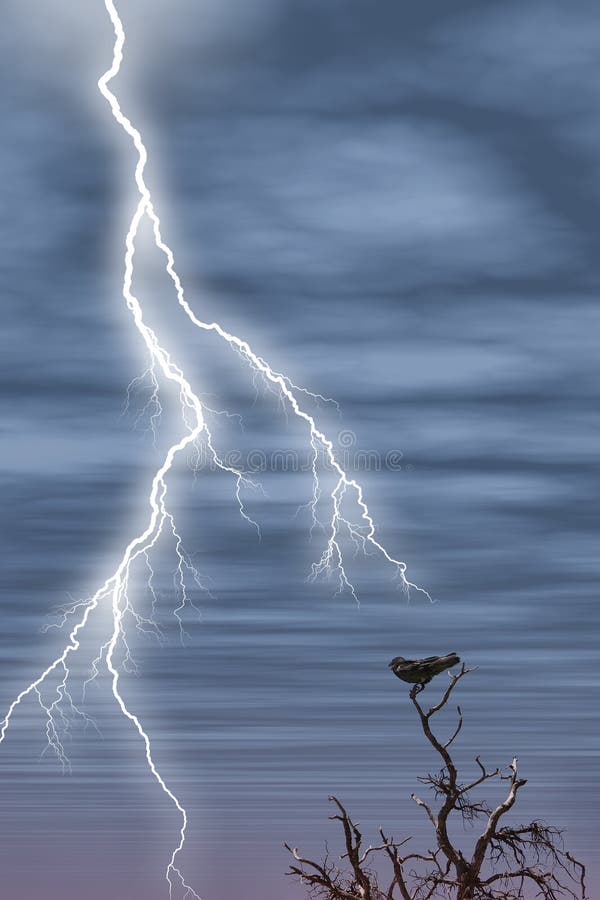 Tree Bird Lightning stock photo. Image of severe, outdoors - 140488