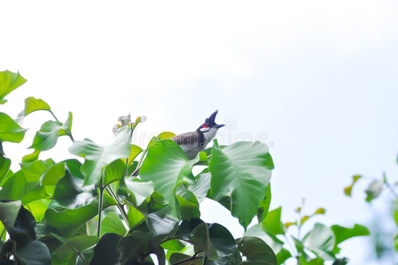 Tree , Bird and Sky or Red Whiskered Bulbul on Santol Tree Stock Image ...