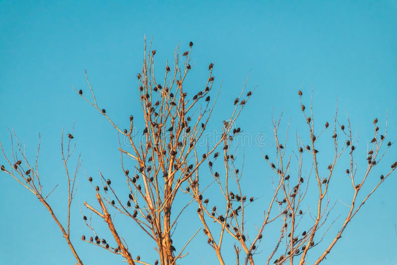 A Tree of Birds with Blue Sky Stock Image - Image of landscape, animal ...