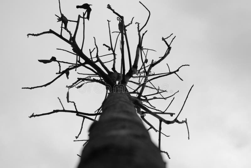 Tree and birds stock photo. Image of white, history - 139648736