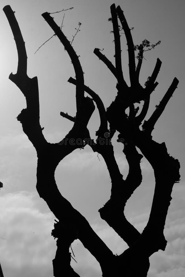 Tree and birds stock photo. Image of dark, nature, sadness - 139649728
