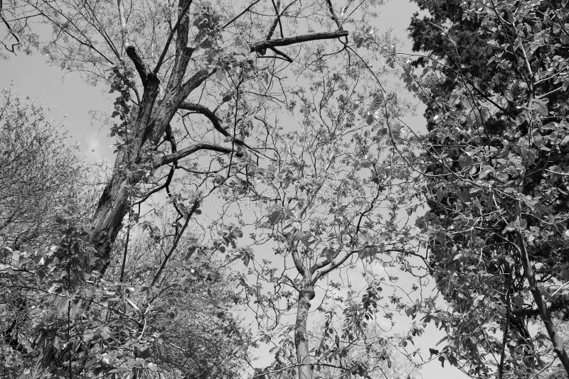 Tree and birds stock image. Image of ntree, winter, history - 139649815