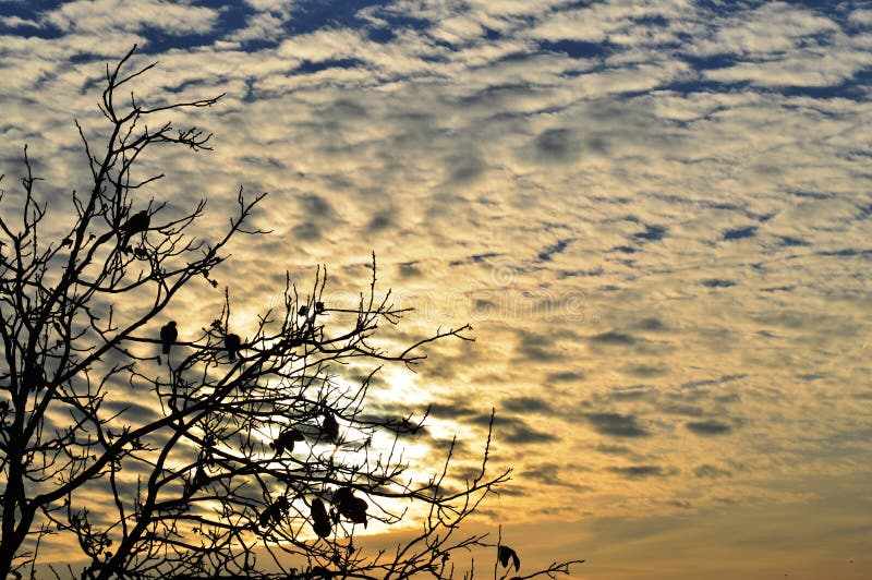 Tree with birds in sunrise stock image. Image of sunrise - 70494789