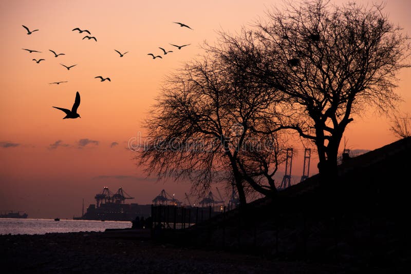Tree and Birds on the Sunset. Beautiful Sunrise Stock Photo - Image of ...