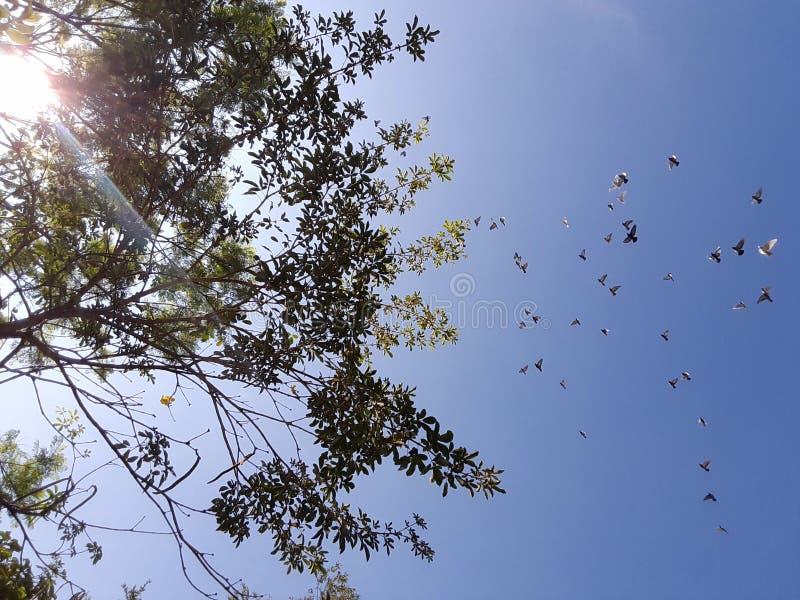 Tree and birds stock image. Image of bright, leaves - 122338081