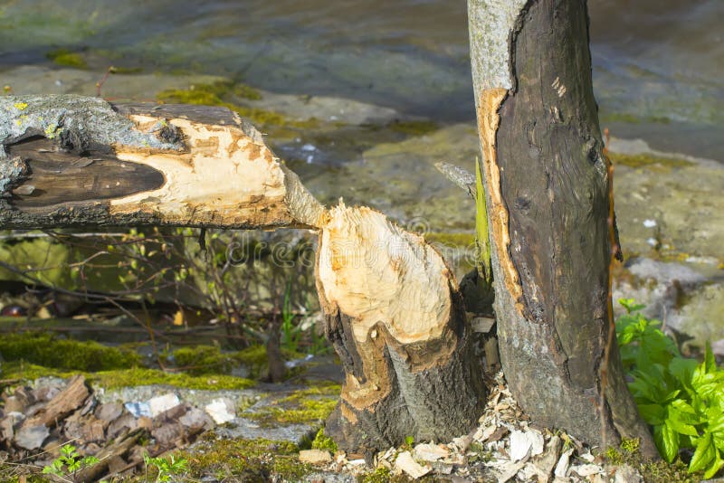 Tree biting beaver stock photo. Image of bite, lake, outdoors - 91585082