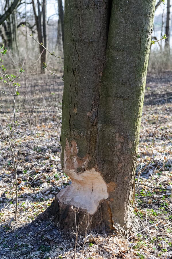 Tree bitten by beavers stock photo. Image of environment - 246115430