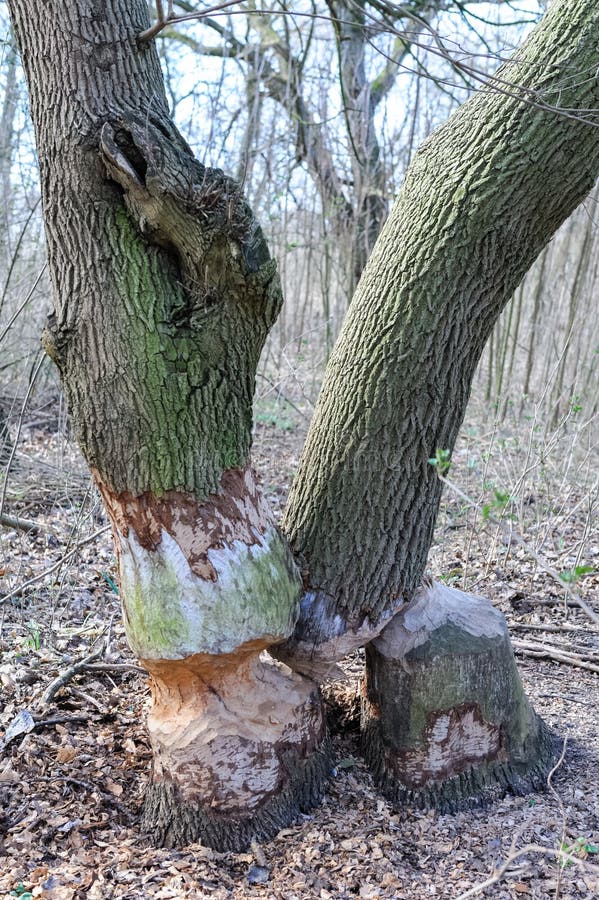 Tree bitten by beavers stock photo. Image of forest - 246115438