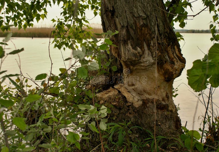 A tree bitten by a beaver stock photo. Image of trunk - 259248450
