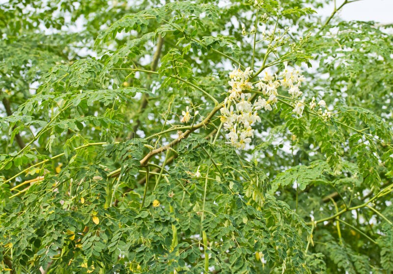 Moringa branches stock photo. Image of moringa, lush - 23579424
