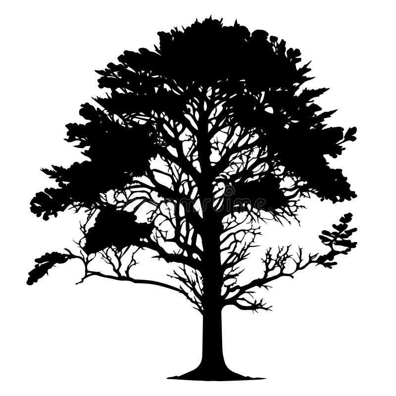 Shade Tree Transparent Background Stock Illustrations – 1,640 Shade ...
