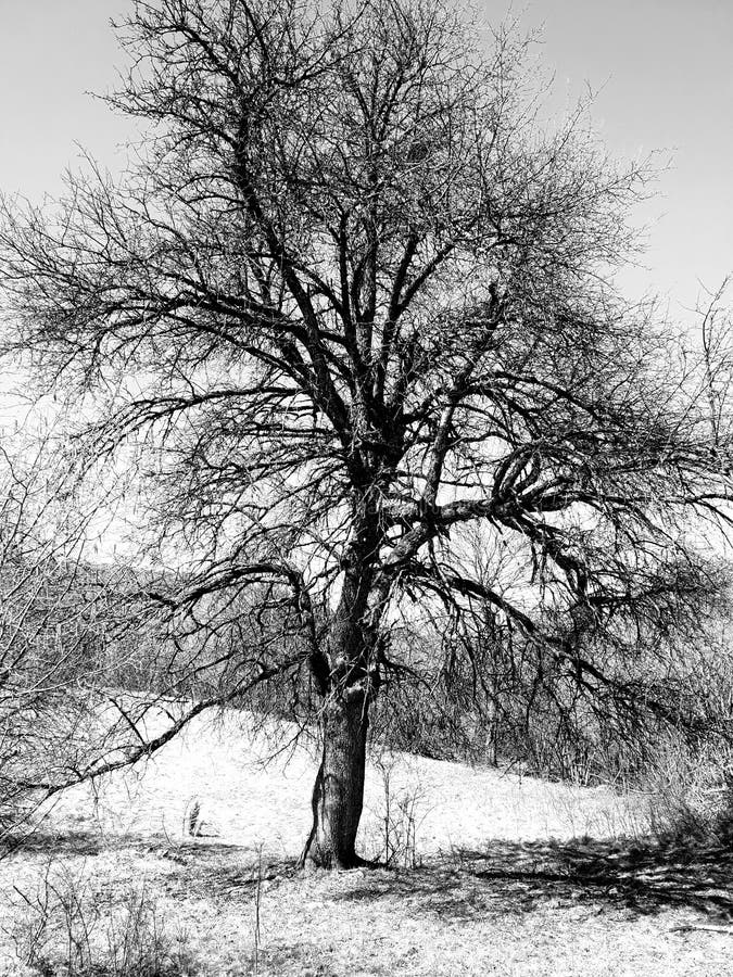 Tree stock photo. Image of tree, white, nature, forest - 117209204