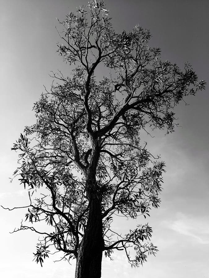 A Tree with Black and White Colour Stock Photo - Image of tree, white ...