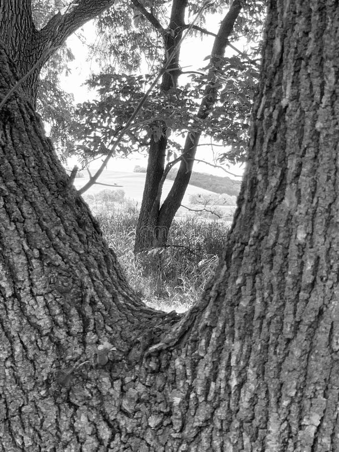 Tree within a tree stock photo. Image of trees, nature - 151650090