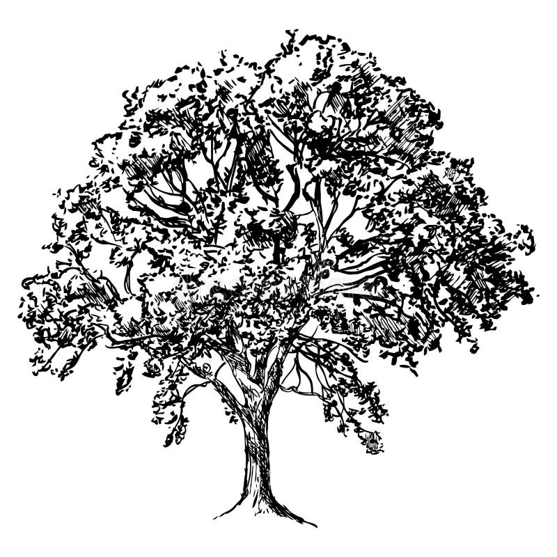 Lime Tree Black White Stock Illustrations – 959 Lime Tree Black White ...