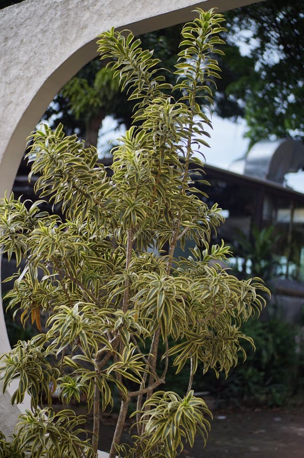 Tree for Blessing Decorations Focus of Life Stock Image - Image of tree ...