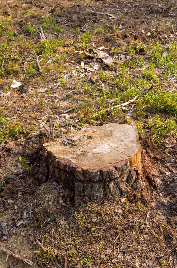 Tree block in forest stock photo. Image of green, felled - 32648996