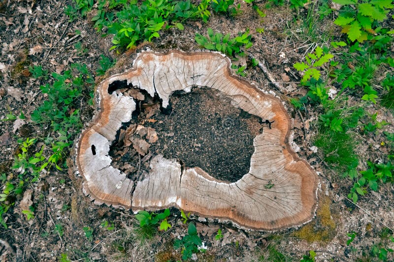Stump stock photo. Image of forest, ecology, green, tree - 315770174