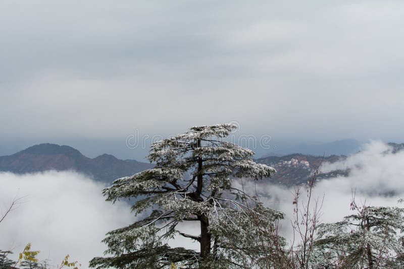 Tree blocking mountains stock image. Image of blocking - 135778305