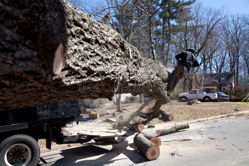 Tree blocking road editorial stock image. Image of disaster - 38792289