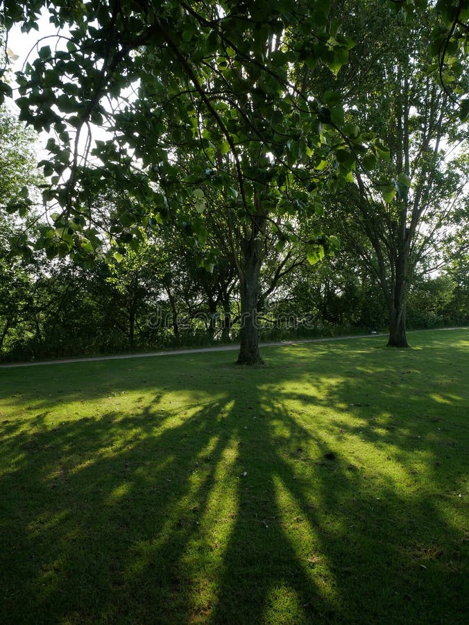 A Tree Blocks Out the Summer Sun Casting a Shadow Below it Stock Image ...
