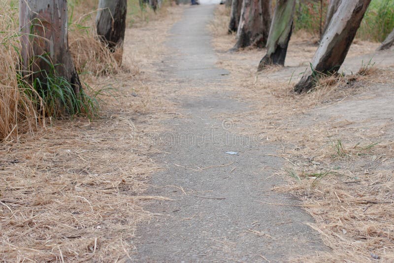 The Tree Blocks the Path in the Forest Stock Image - Image of path ...