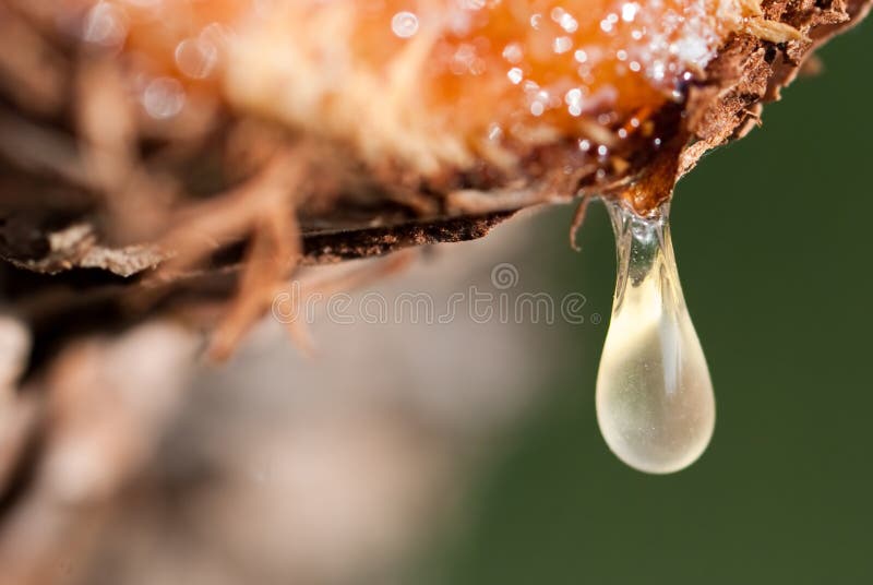 Tree blood stock image. Image of tree, leaking, drop, wound - 9233479