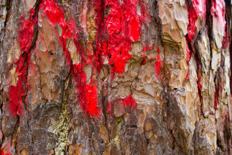 Tree with blood stock photo. Image of light, save, growth - 157467550