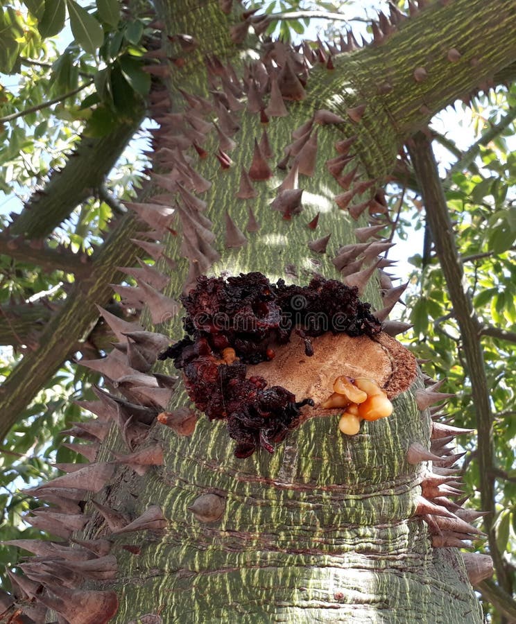 Blooding stock image. Image of bleeding, hospital, doctor - 57046471