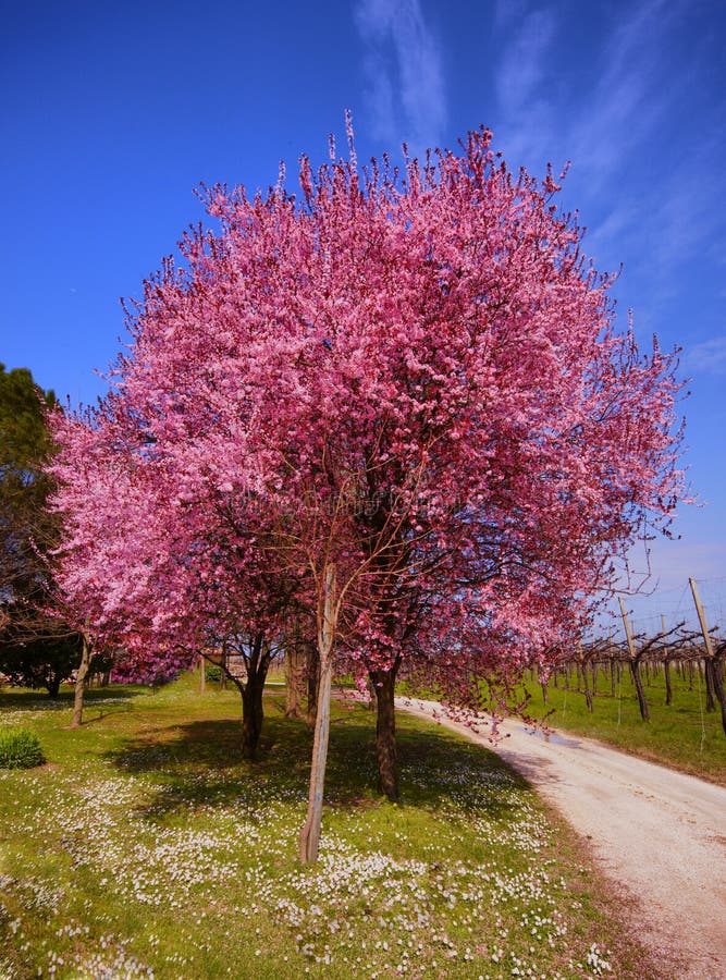 Tree in bloom stock photo. Image of seasons, spring, beautiful - 8796750